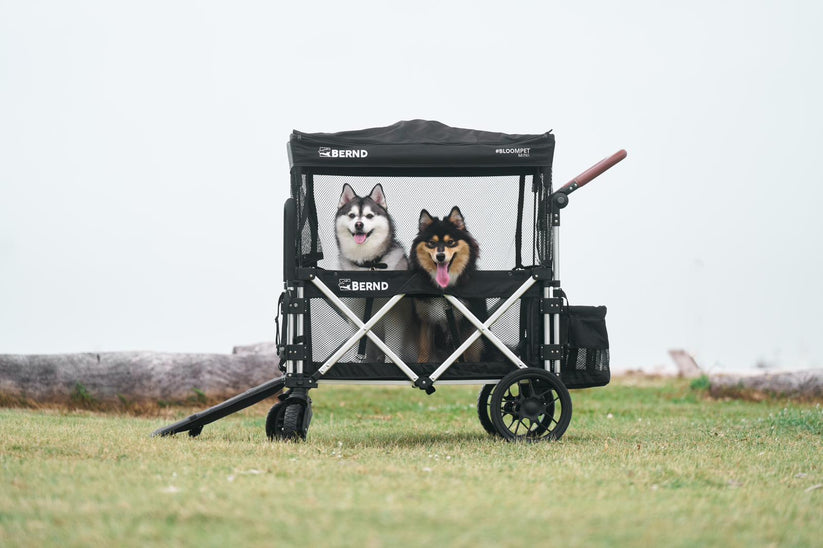 Bloom Mini – Borky Dorks Pte Ltd